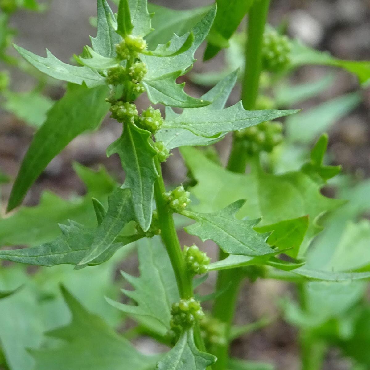 Strawberry Spinach (Blitum capitatum) seeds