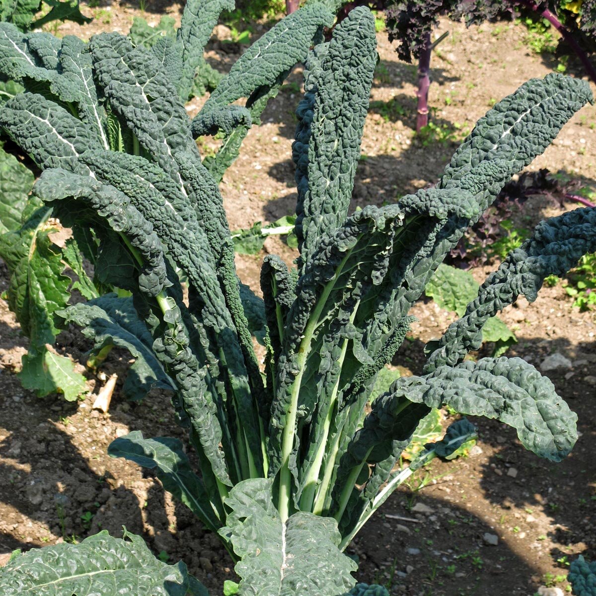 Black Kale 'Cavolo Nero di Toscana' (Brassica oleracea var. palmifolia ...
