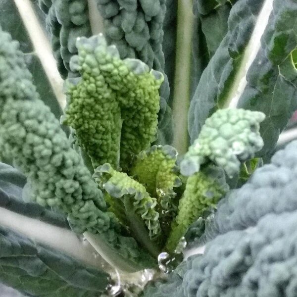Black Kale 'Cavolo Nero di Toscana' (Brassica oleracea var. palmifolia ...