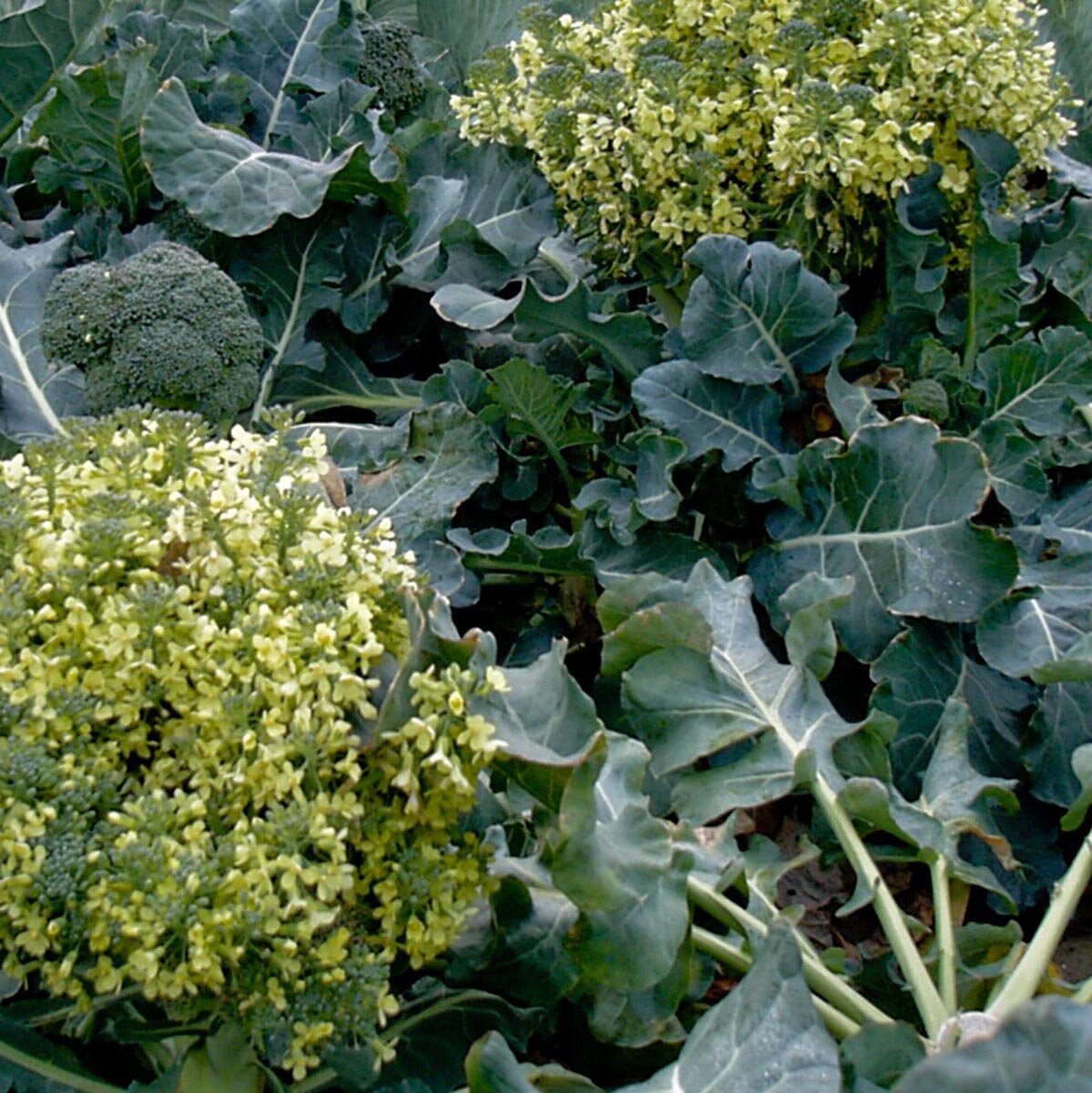 Broccoli 'Calabrese' (Brassica oleracea) seeds