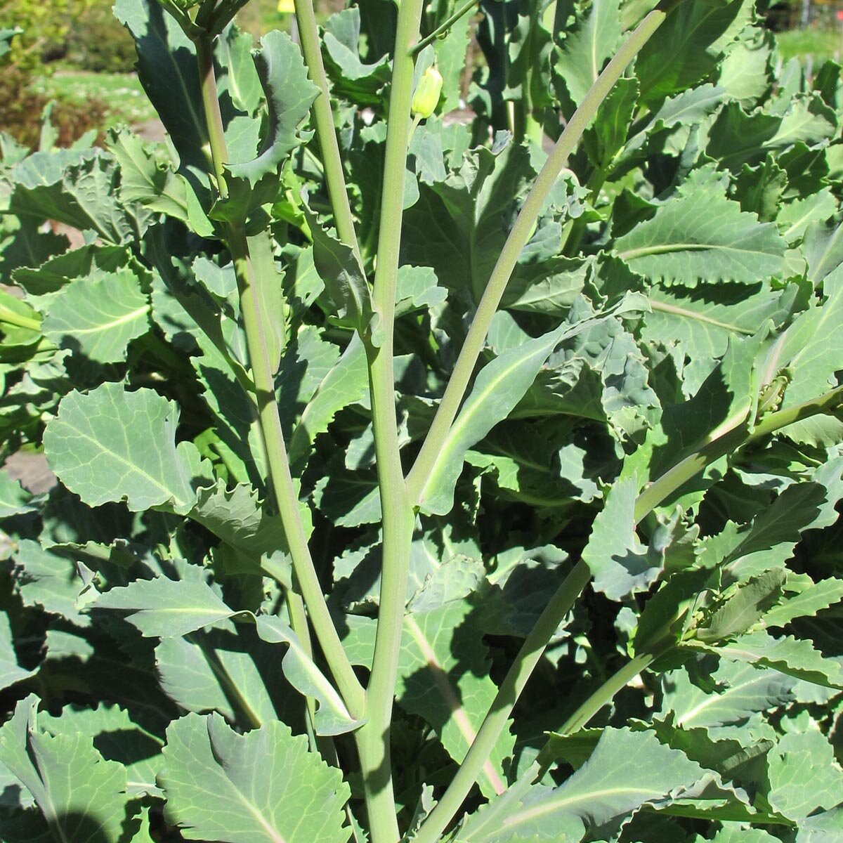 Wild Cabbage (Brassica oleracea ssp. oleracea) seeds
