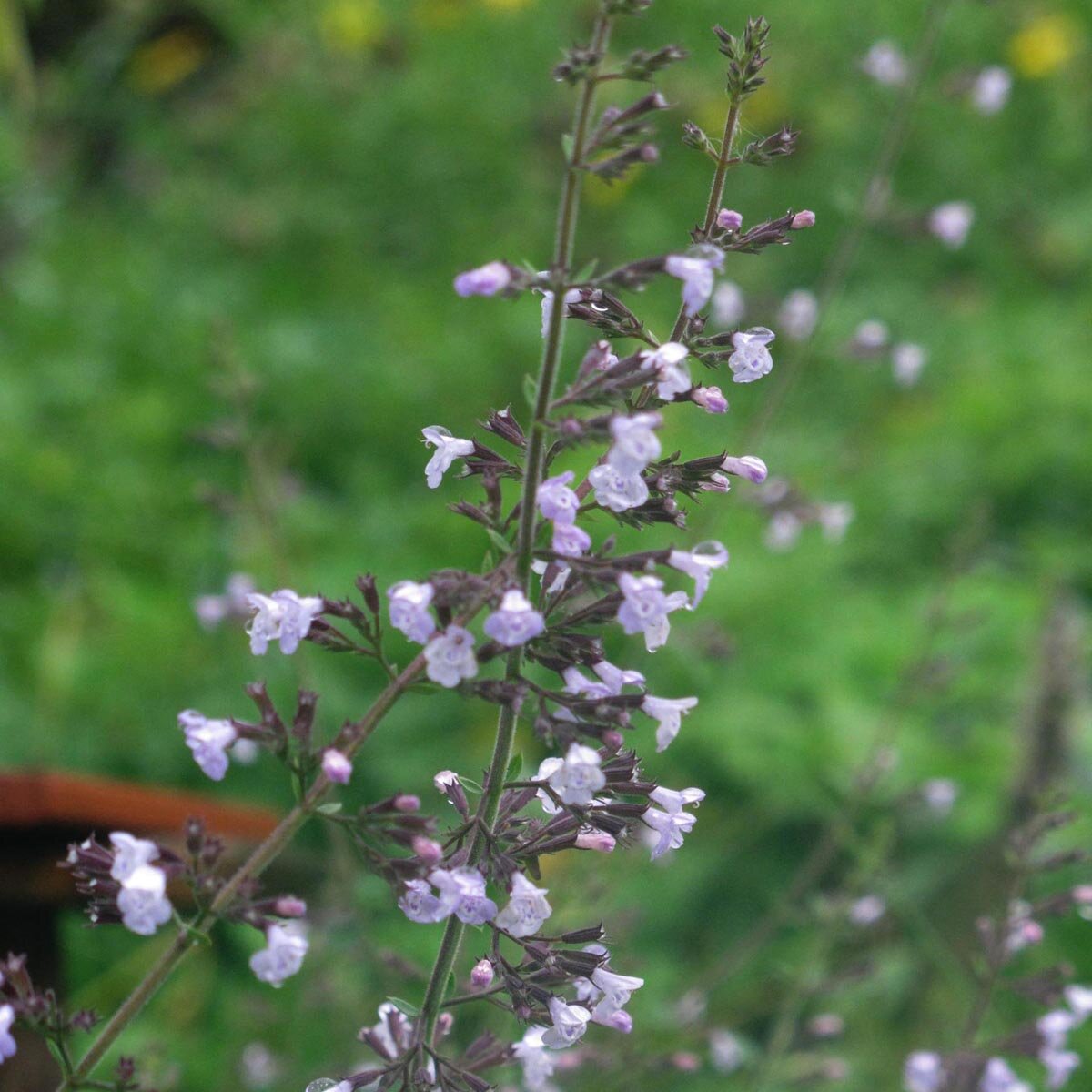 Lesser Calamint (Calamintha nepata) - approx. 300 seeds