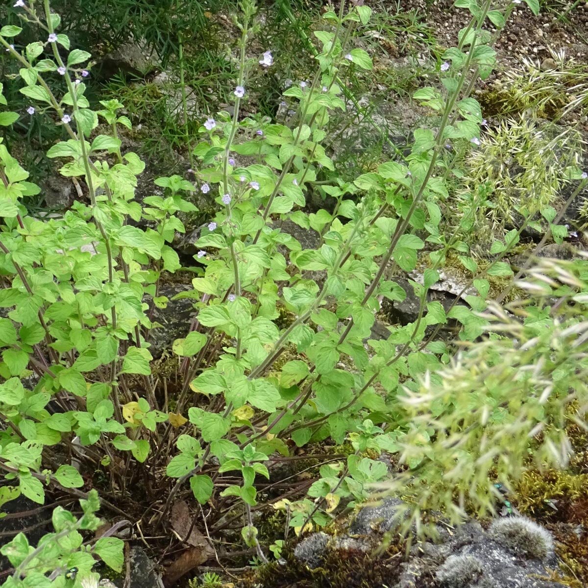 Lesser Calamint (Calamintha nepata) - approx. 300 seeds