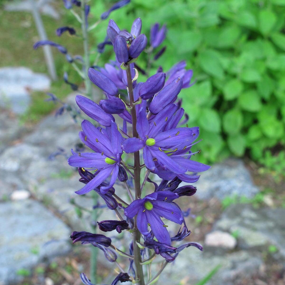 Edible Quamash / Small Camas (Camassia quamash) - approx. 50 seeds