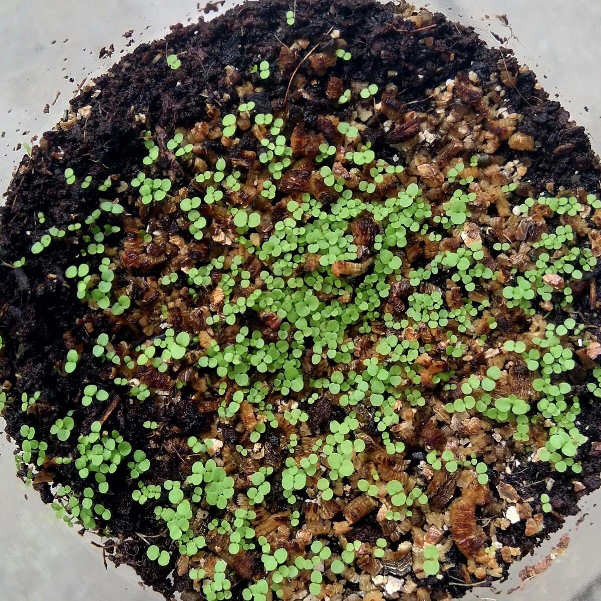 Rampion Bellflower (Campanula rapunculus) - approx. 500 seeds