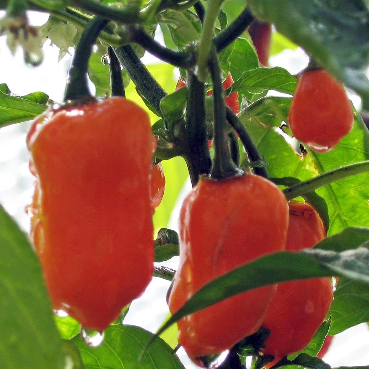 Mexican Habanero Chilli Pepper (Capsicum chinense) - approx. 10 seeds
