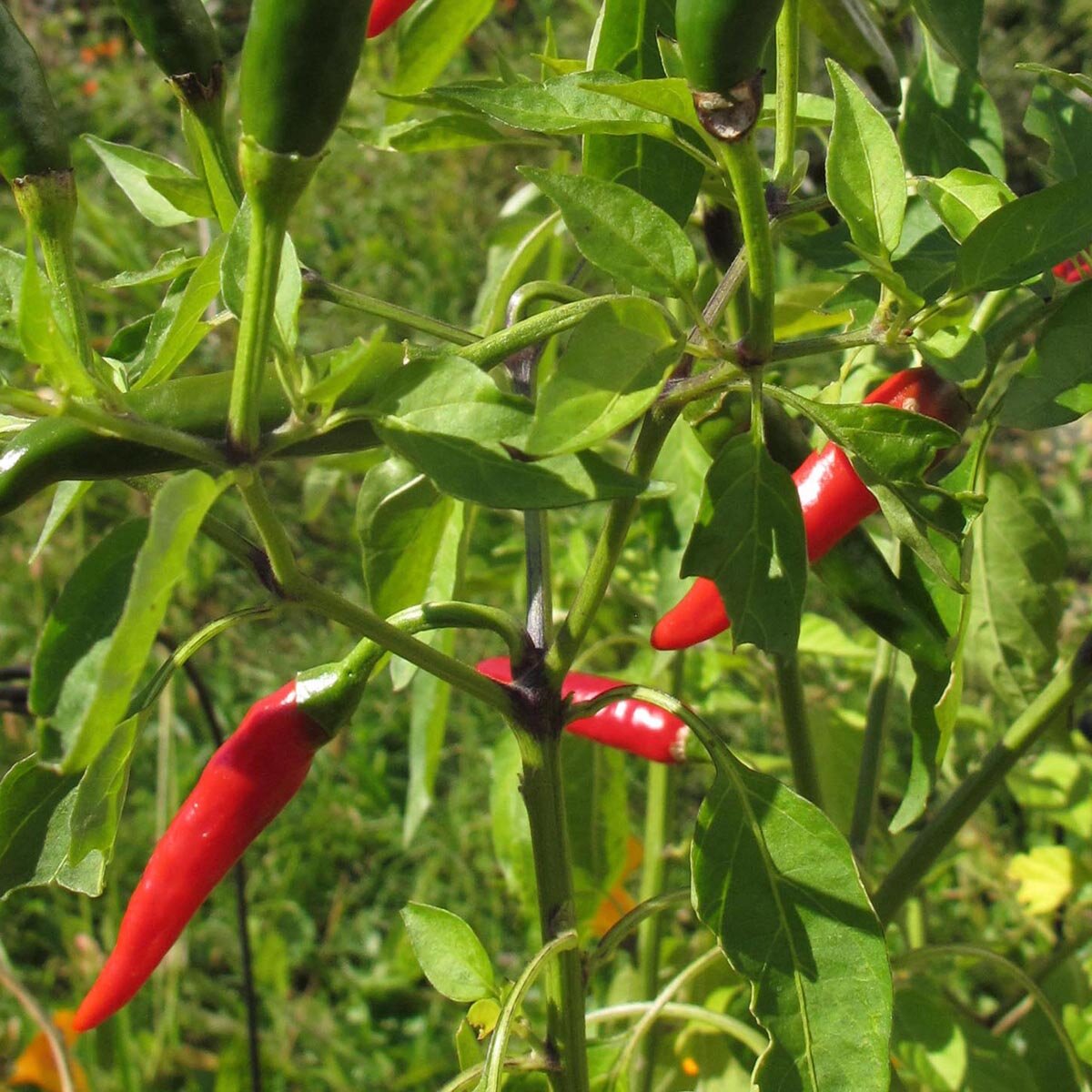 Tabasco Pepper (Capsicum frutescens) - approx. 10 seeds