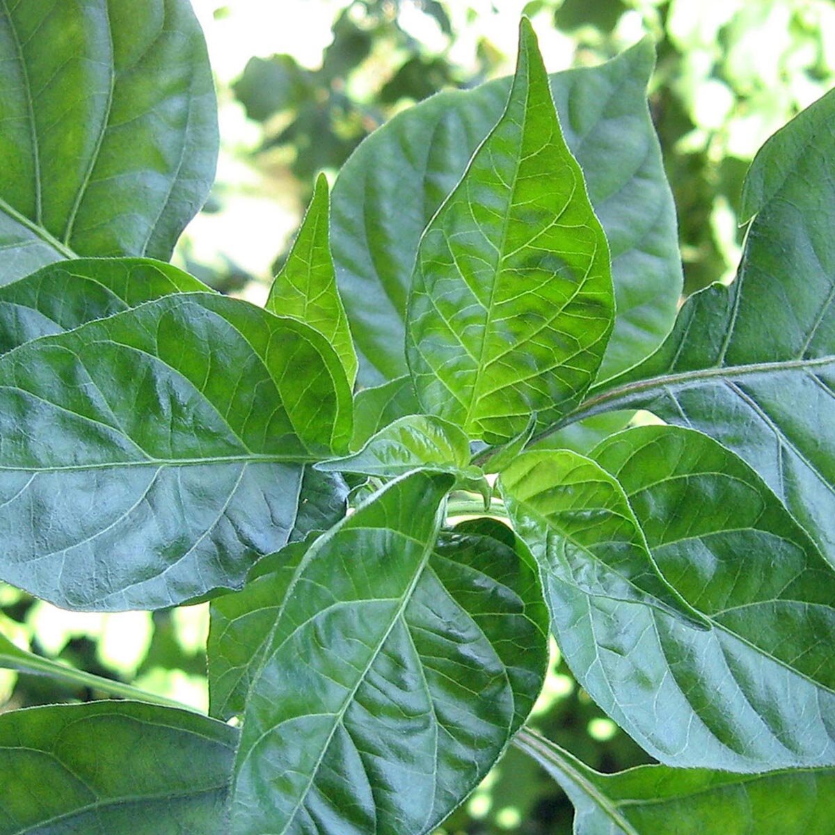 Tabasco Pepper (Capsicum frutescens) - approx. 10 seeds