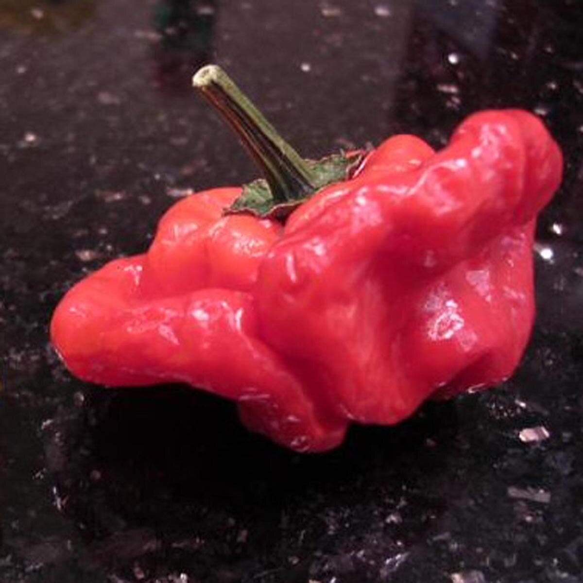 Mini Bonnet Chili Pepper (Capsicum baccatum) - approx. 20 seeds