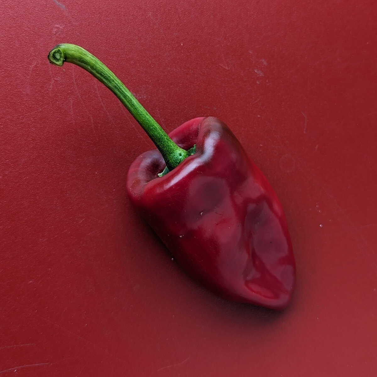 Chile Ancho / Poblano Pepper (Capsicum anuum) seeds