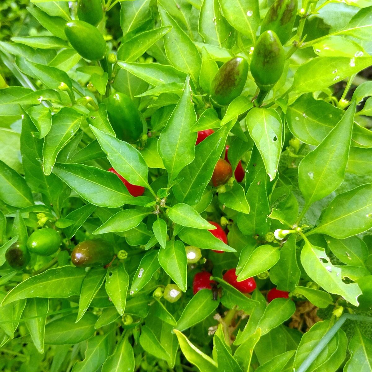 Chili 'Grandpa's Siberian Home Pepper' (Capsicum annuum) seeds
