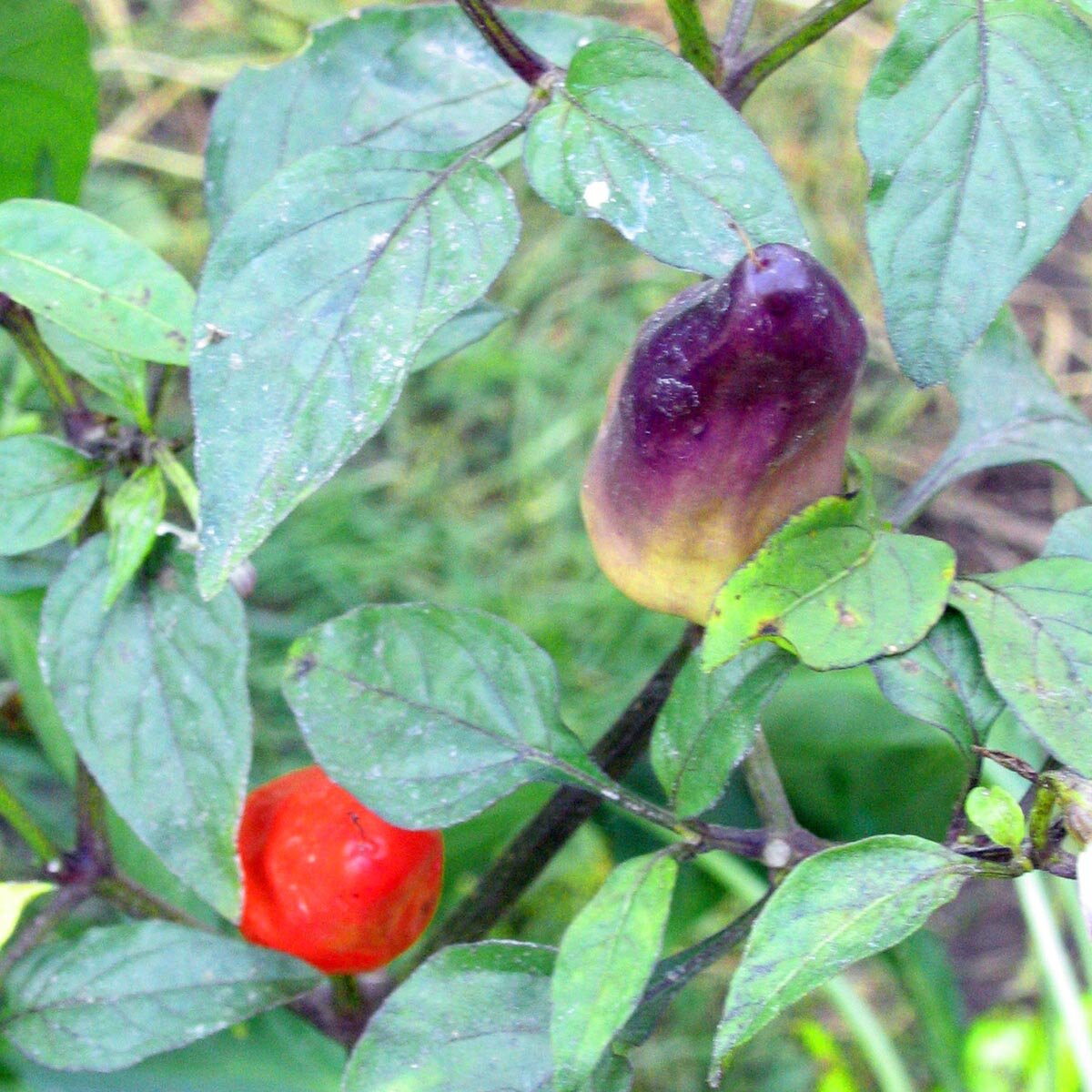Hot Chilli Pepper 'Numex Twilight' (Capsicum frutescens) - approx. 10 seeds