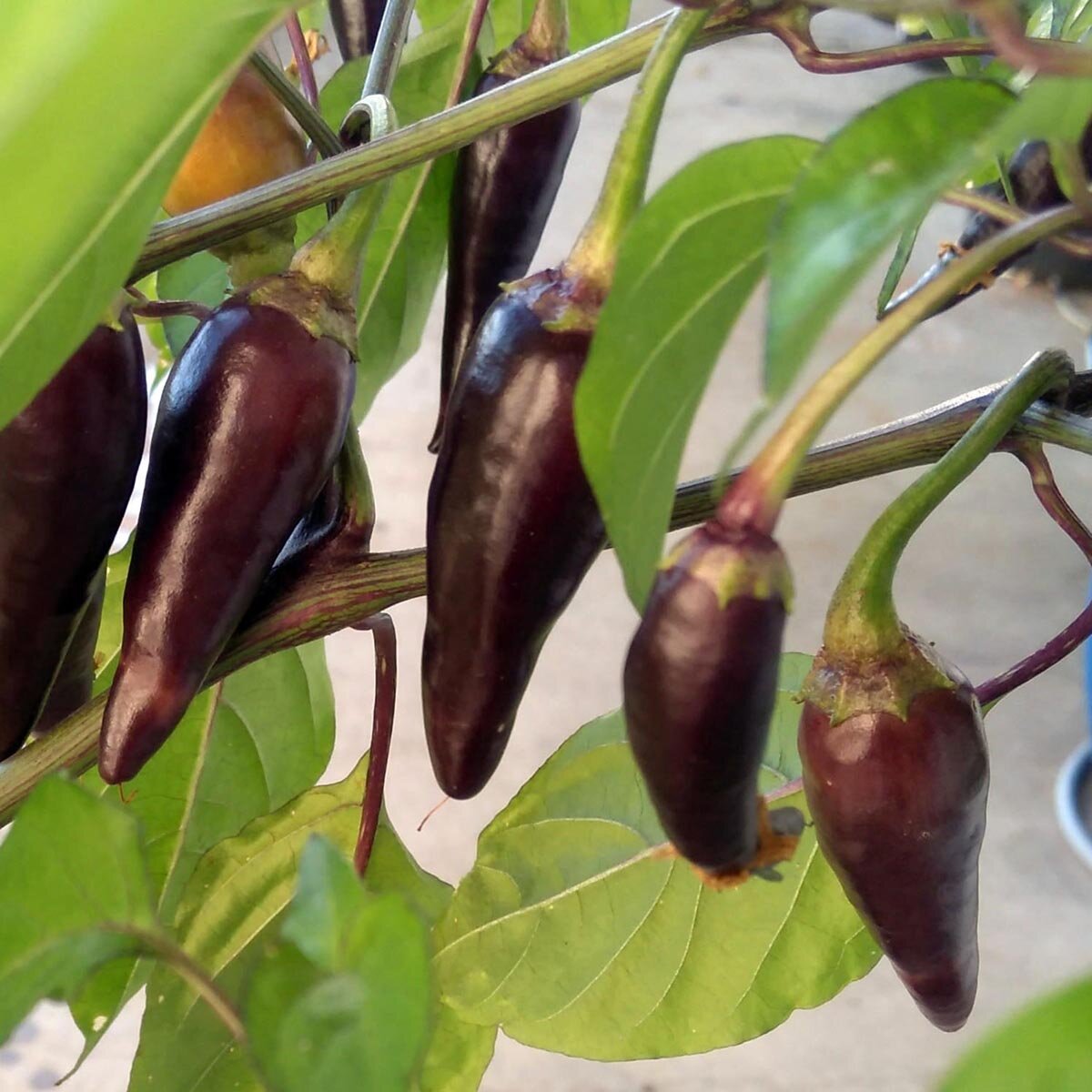 Sweet Lombardo Pepper 'Lunga Sigaretta' (Capsicum annuum) seeds
