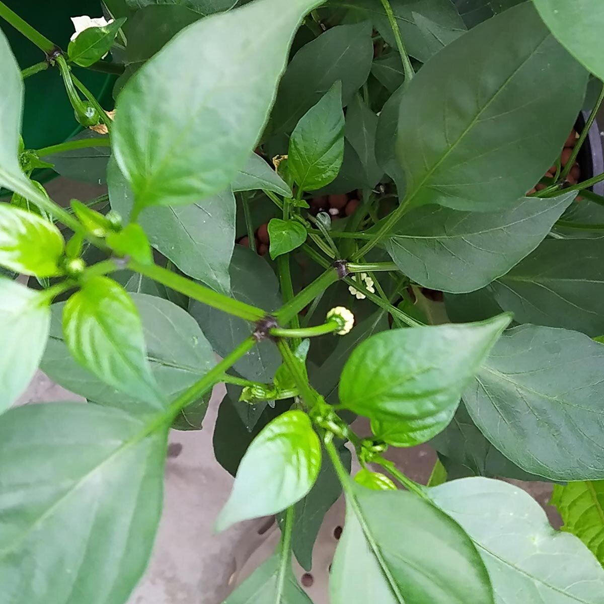 Chilaca Chili Pepper (Capsicum annuum) seeds