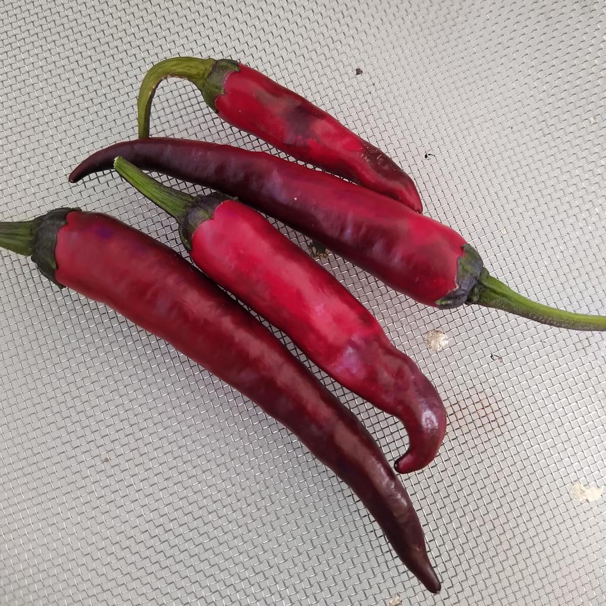 Chilaca Chili Pepper (Capsicum annuum) seeds