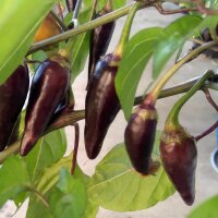 Chili Pepper 'Chilhuacle Negro' (Capsicum annuum) seeds