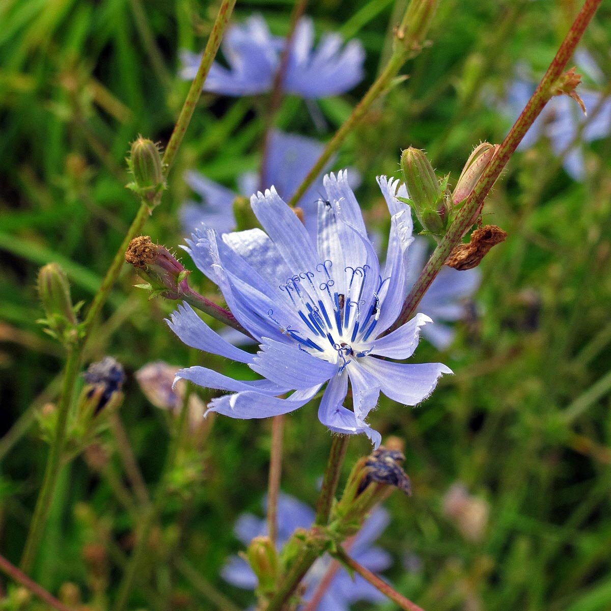 Chicory 'Di Bruxelles' (Cichorium Intybus) seeds