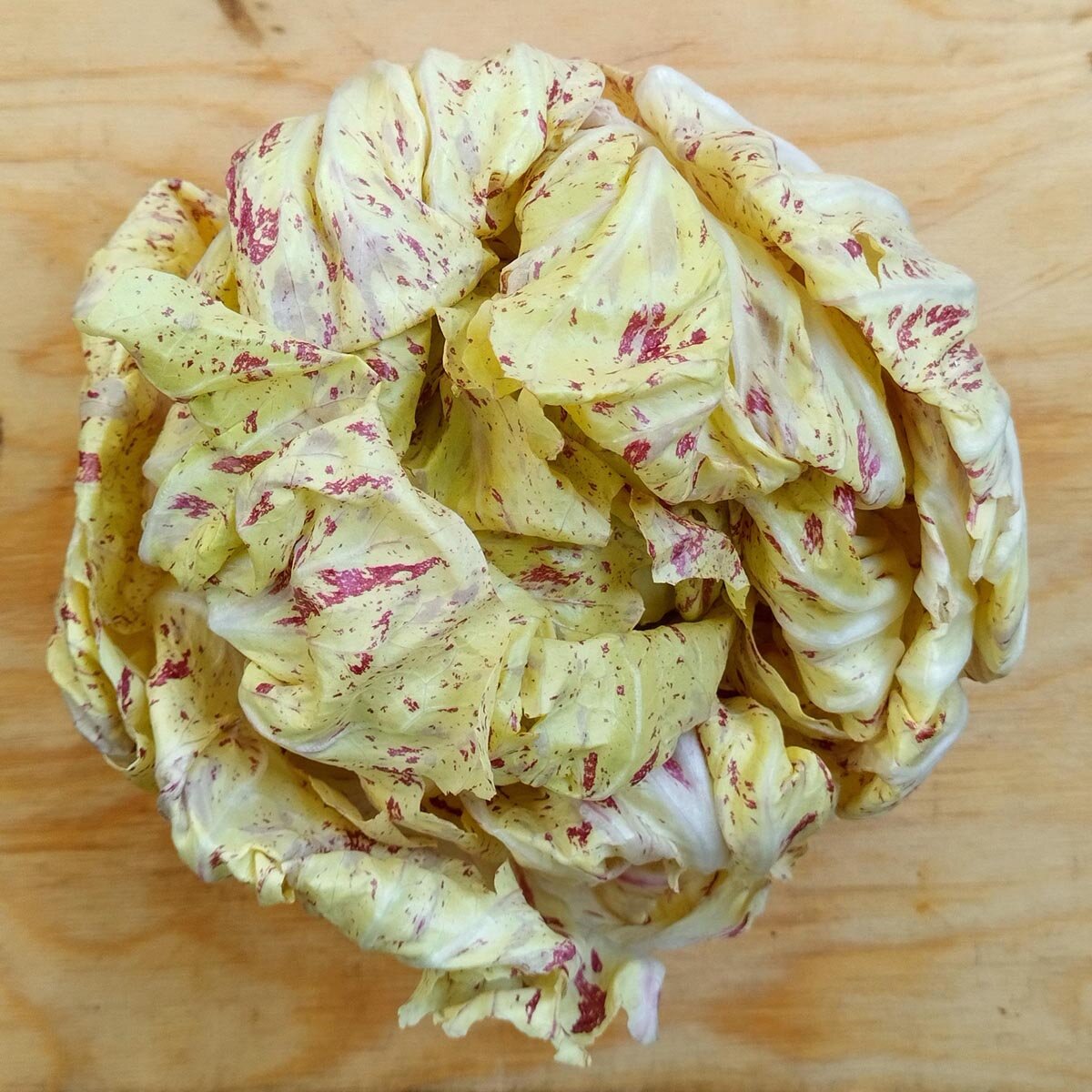 Radicchio / Chicory 'Variegata di Castelfranco' (Cichorium intybus var ...