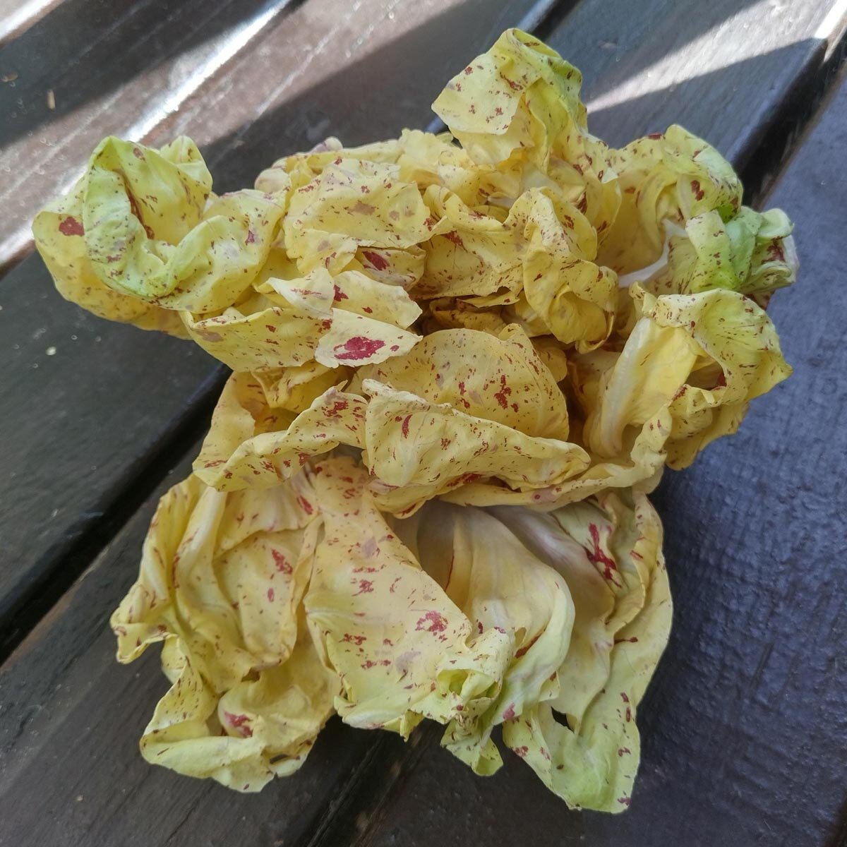 Radicchio / Chicory 'Variegata di Castelfranco' (Cichorium intybus var ...