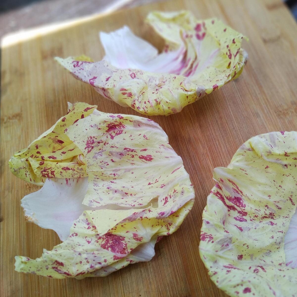 Radicchio / Chicory 'Variegata di Castelfranco' (Cichorium intybus var ...