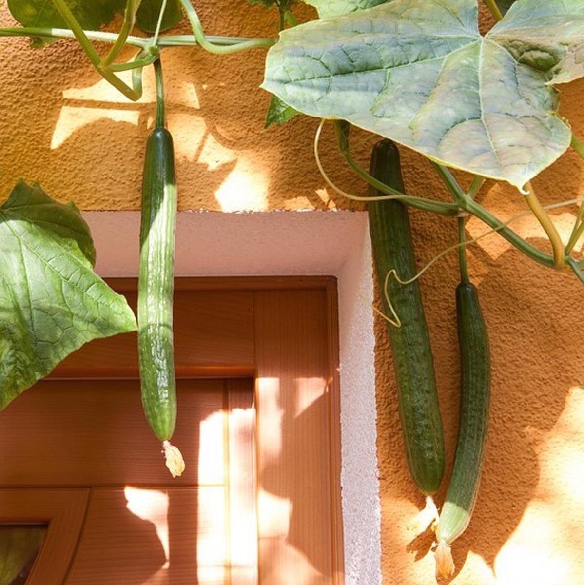 Snake Cucumber 'Chinese Slangen' (Cucumis sativus) seeds