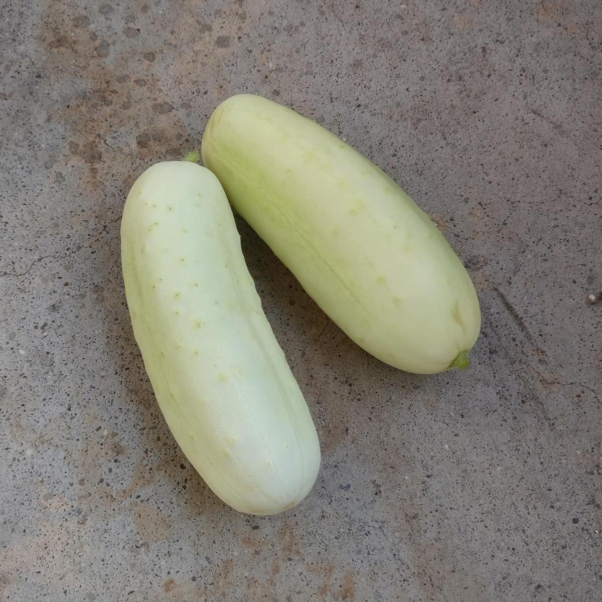 White Cucumber 'White Wonder' (Cucumis sativus) seeds