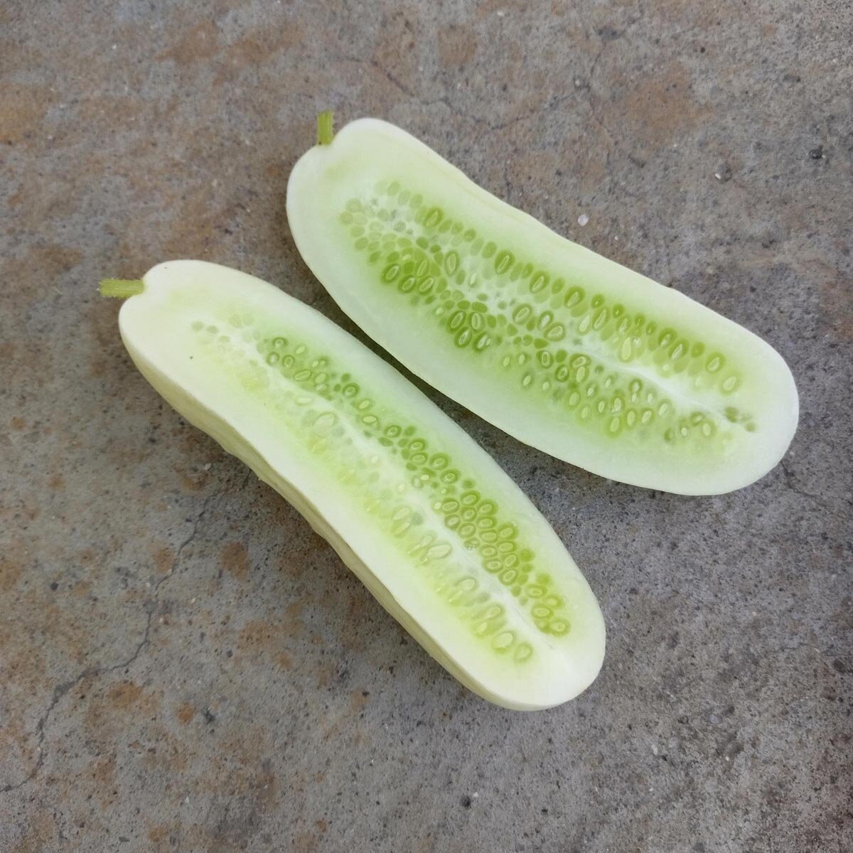 White Cucumber 'White Wonder' (Cucumis sativus) seeds
