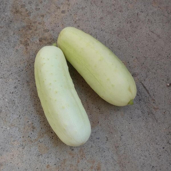 White Cucumber 'White Wonder' (Cucumis sativus) seeds