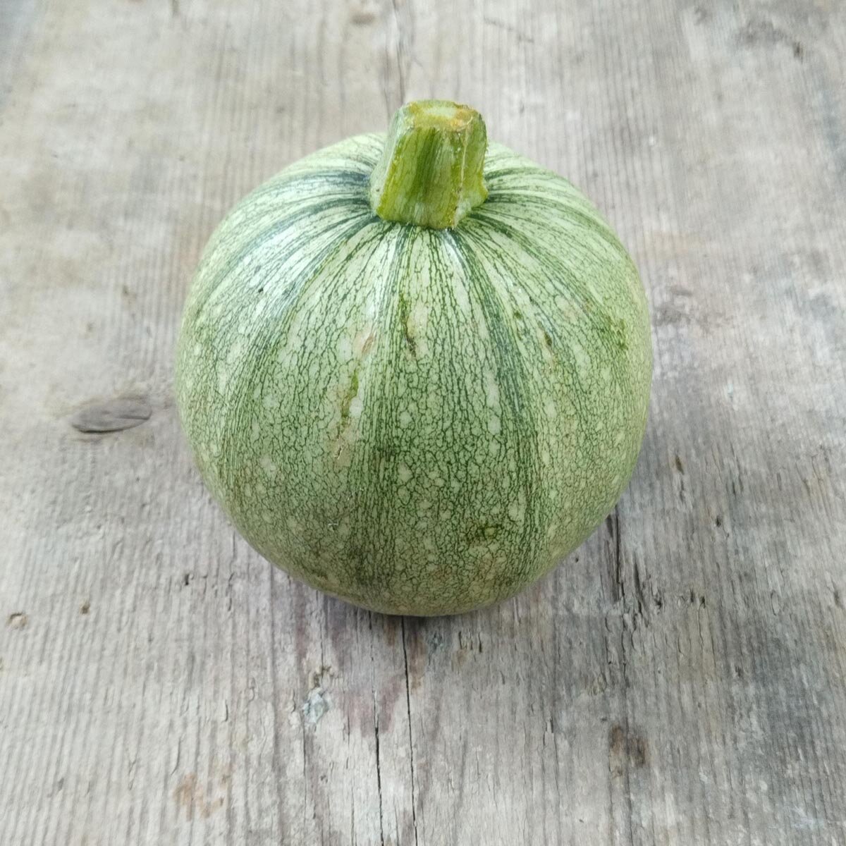 Round Courgette / Rondini 'Tondo di Nizza' (Cucurbita pepo) seeds