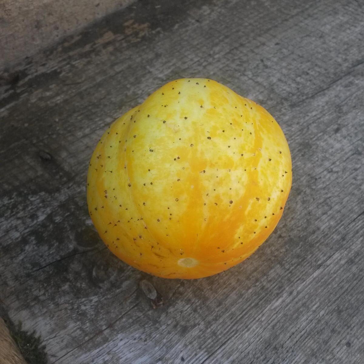 Yellow Cucumber 'Crystal Lemon' (Cucumis sativus) seeds