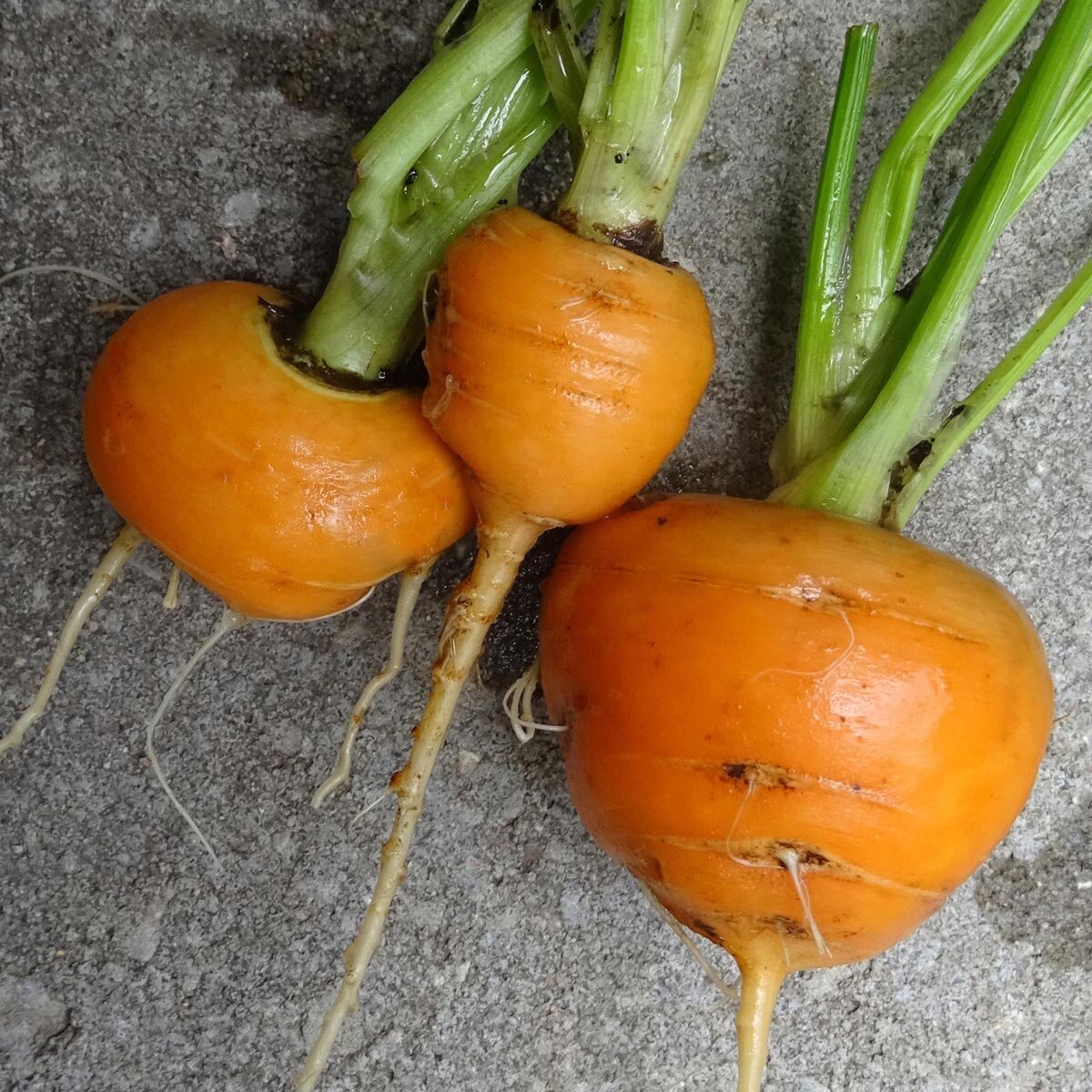 Round Carrot 'Paris Market' (Daucus Carota) seeds
