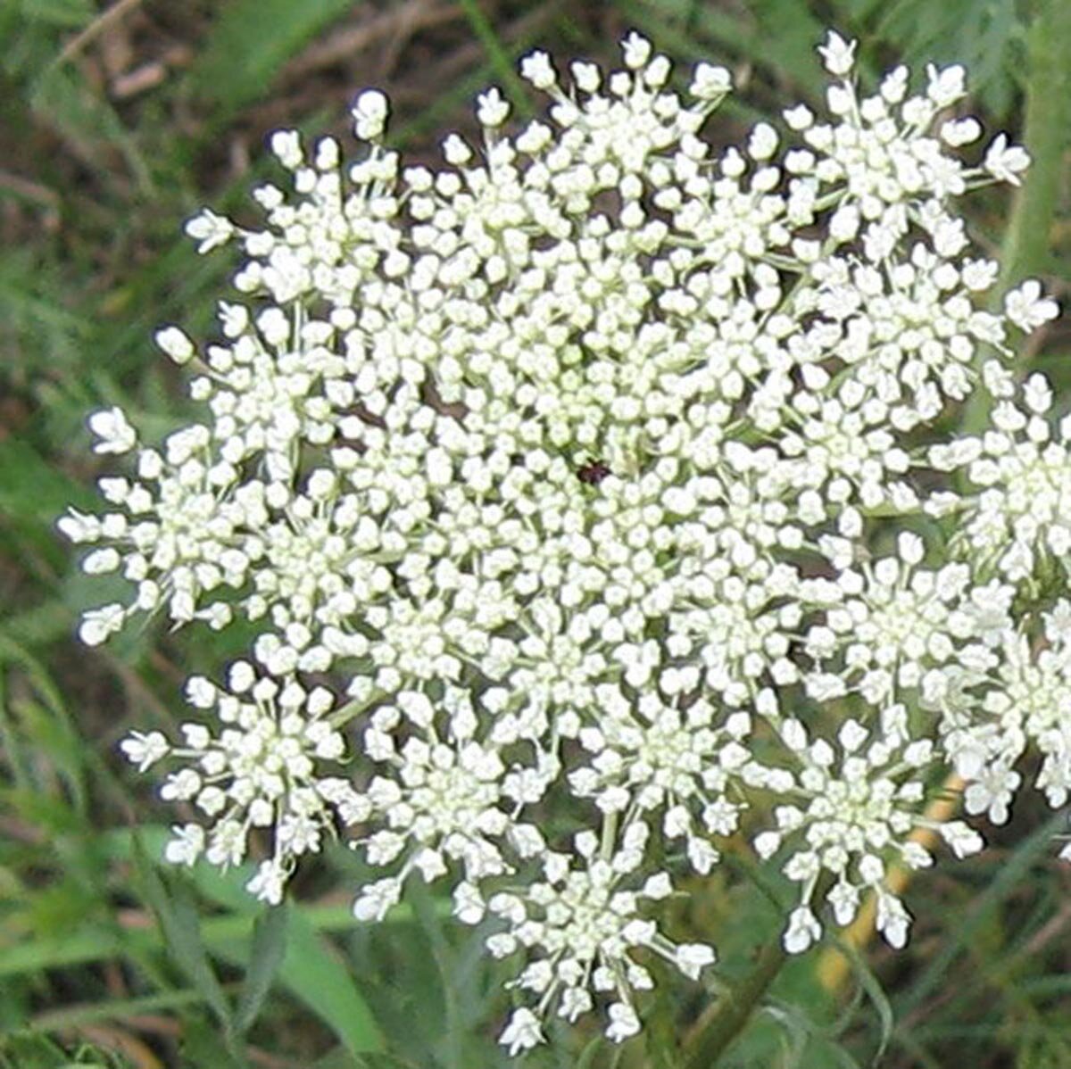 Wild Carrot (Daucus carota ssp. carota) - approx. 1000 seeds