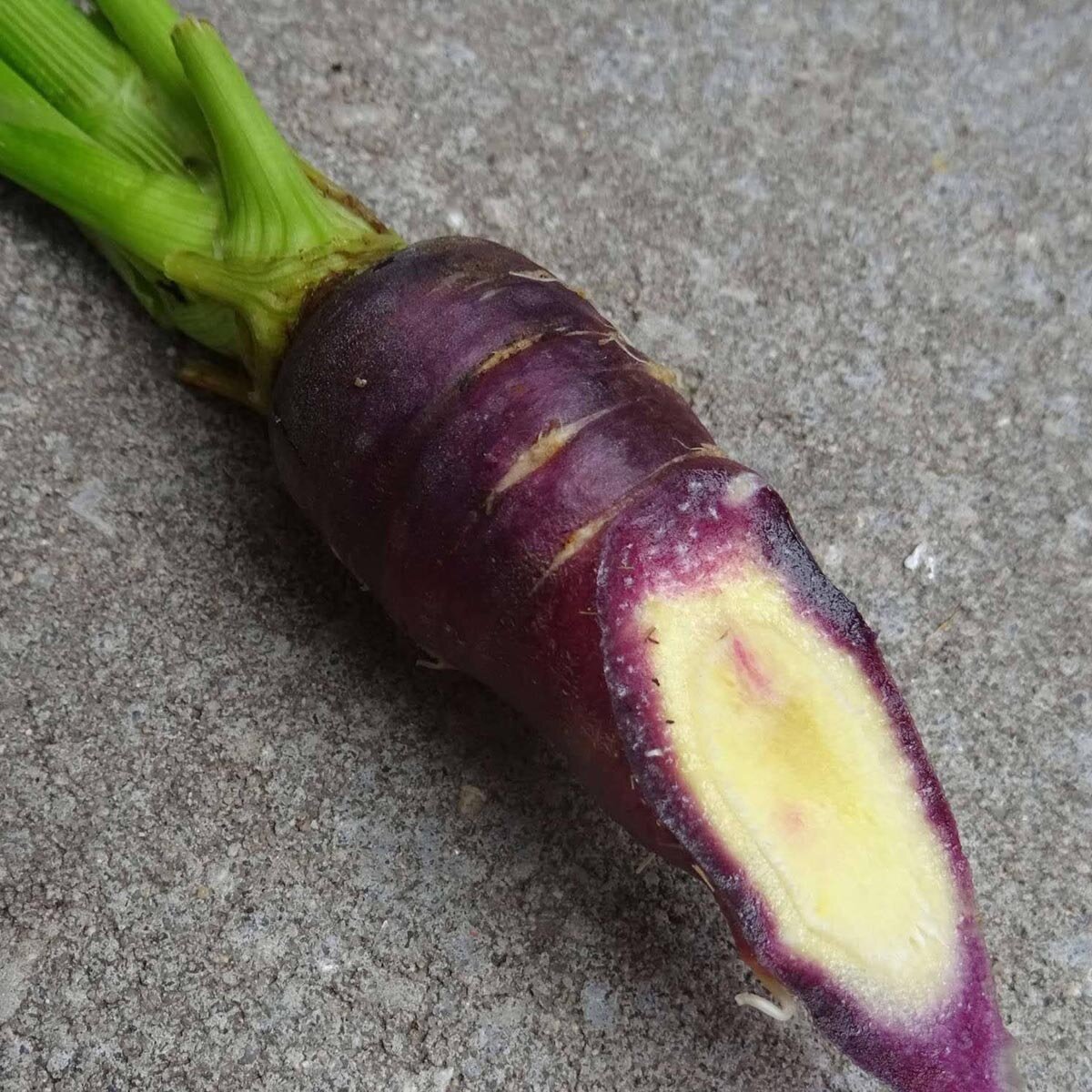 Purple Carrot 'Spanish Black' (Daucus carota) seeds