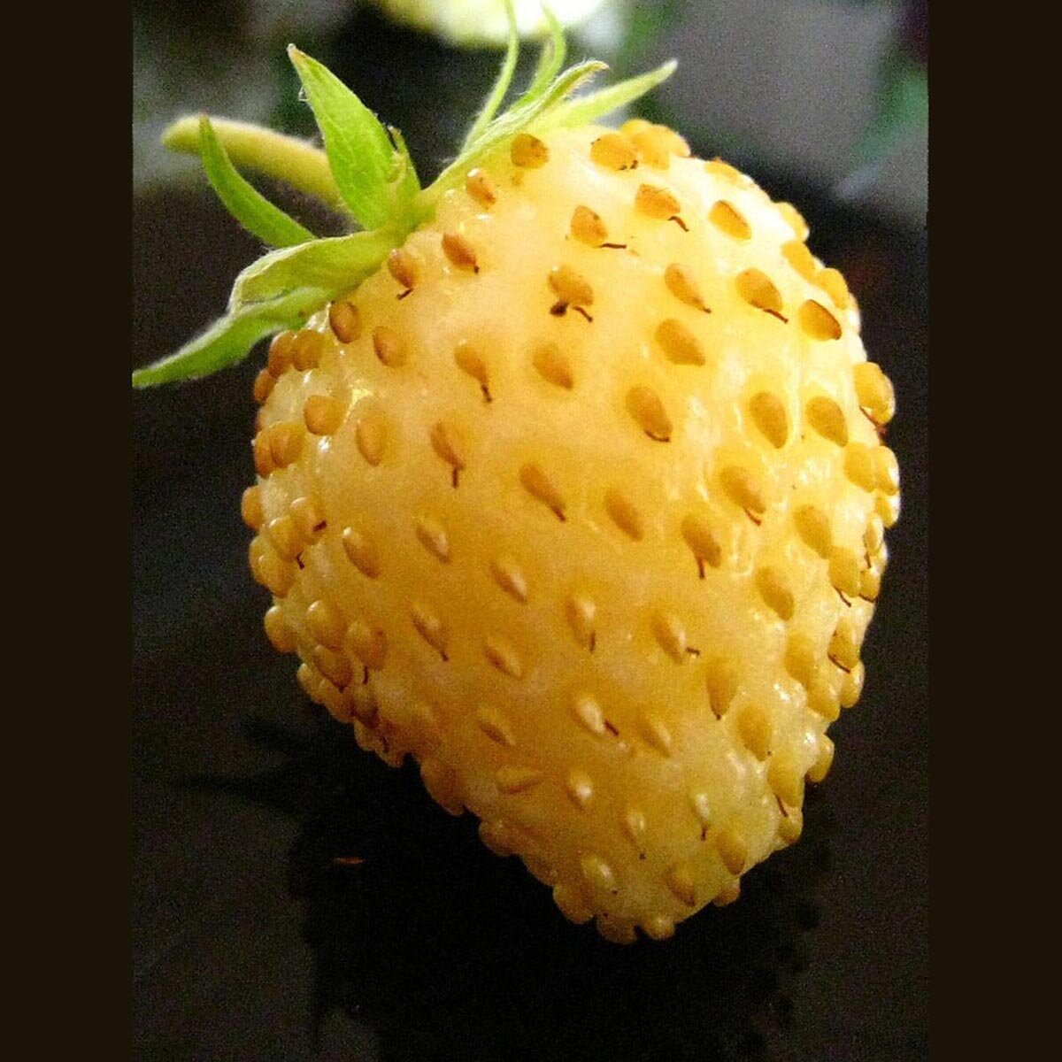 White Strawberry 'Yellow Wonder' (Fragaria vesca) seeds