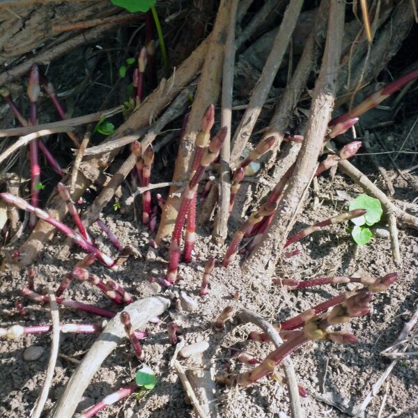 Hops (Humulus lupulus) seeds