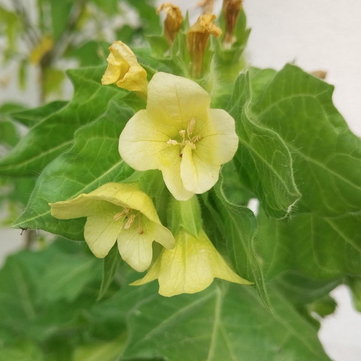 Black Henbane (Hyoscyamus niger) seeds