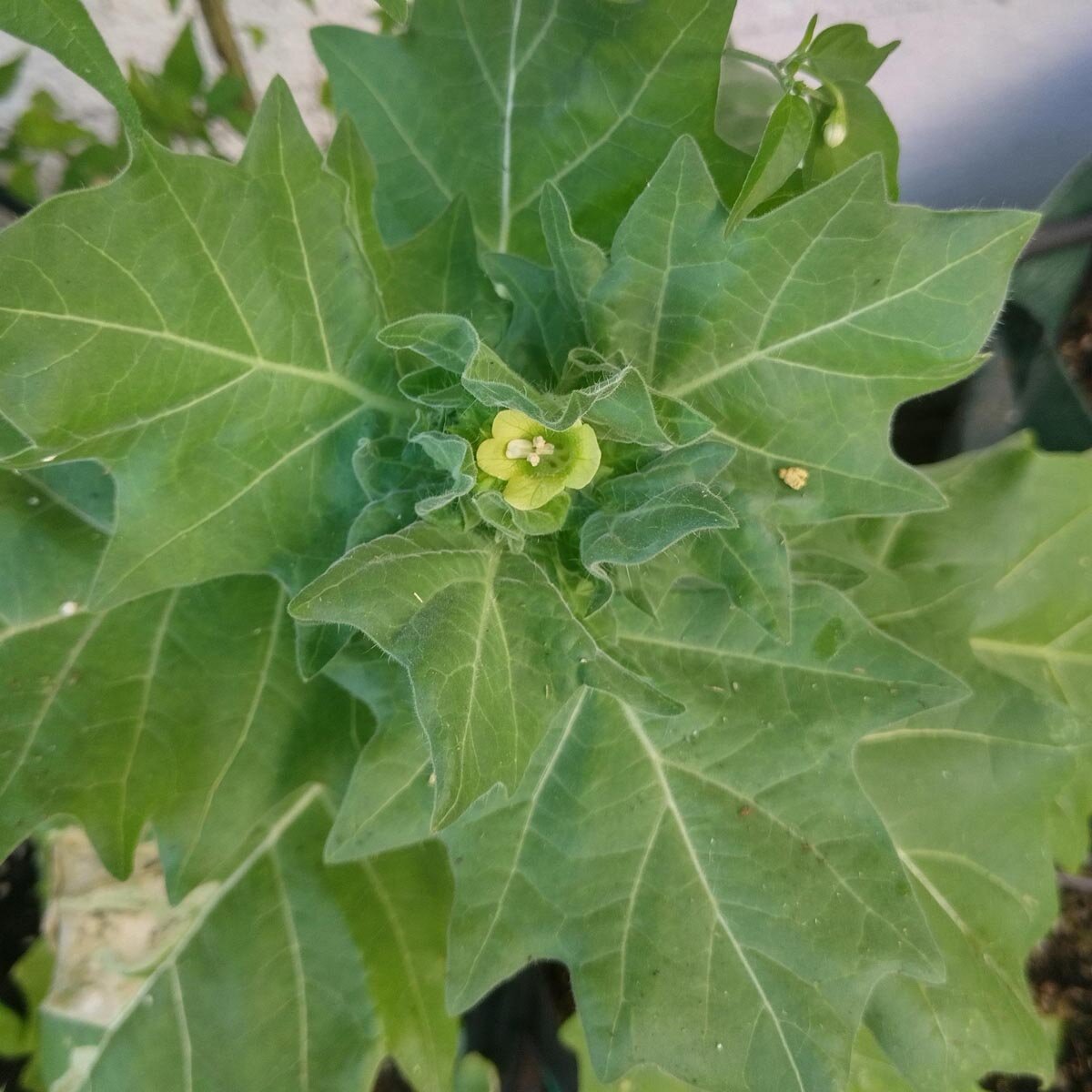 White Henbane (Hyoscyamus albus) seeds