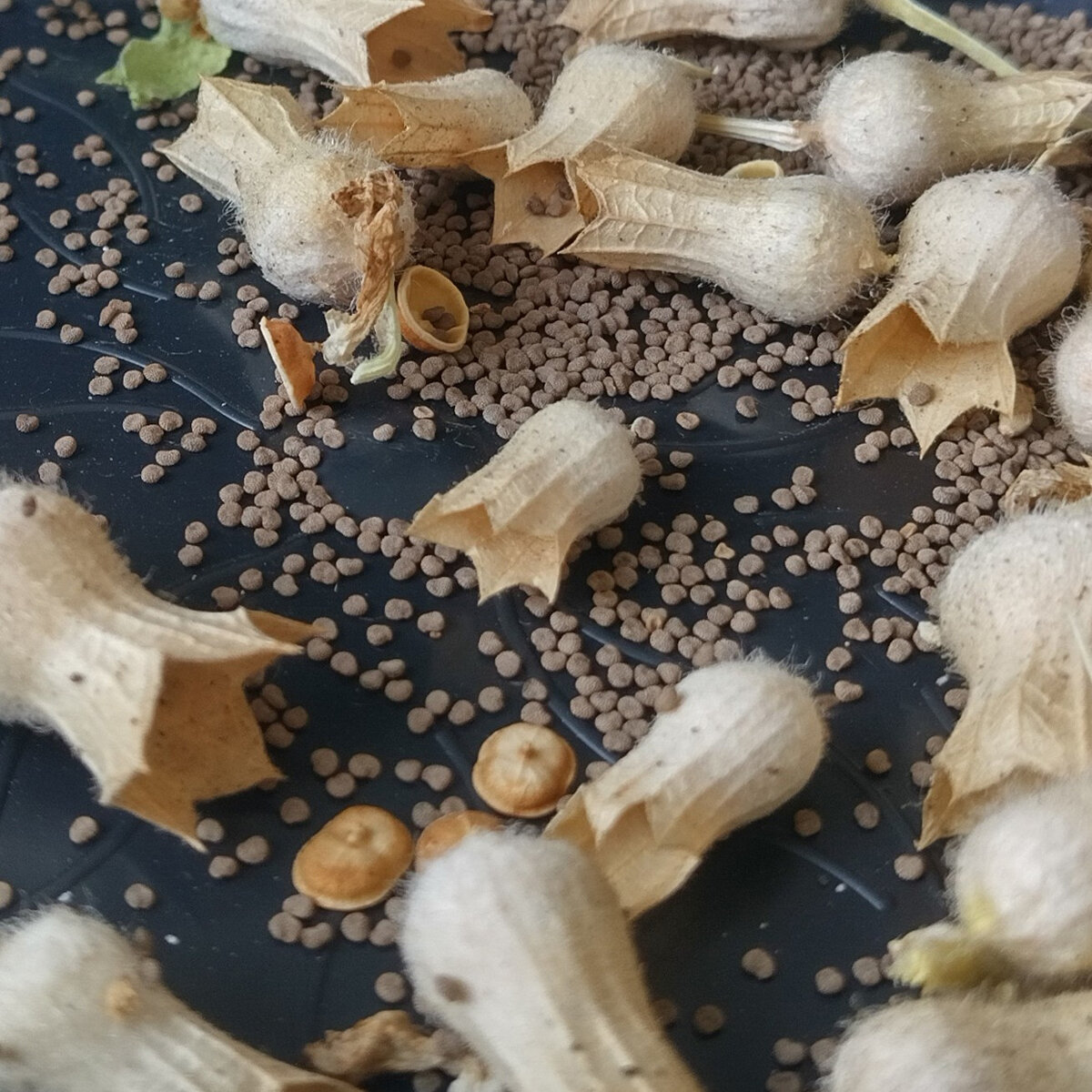 White Henbane (Hyoscyamus albus) seeds