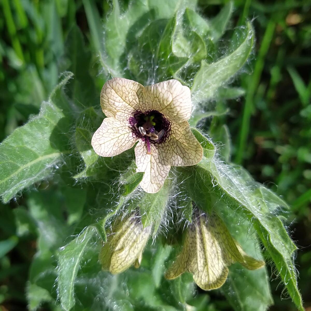 White Henbane (Hyoscyamus albus) seeds