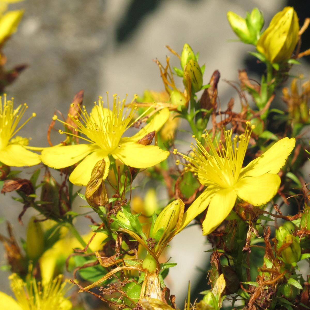 St John's Wort (Hypericum perforatum) seeds