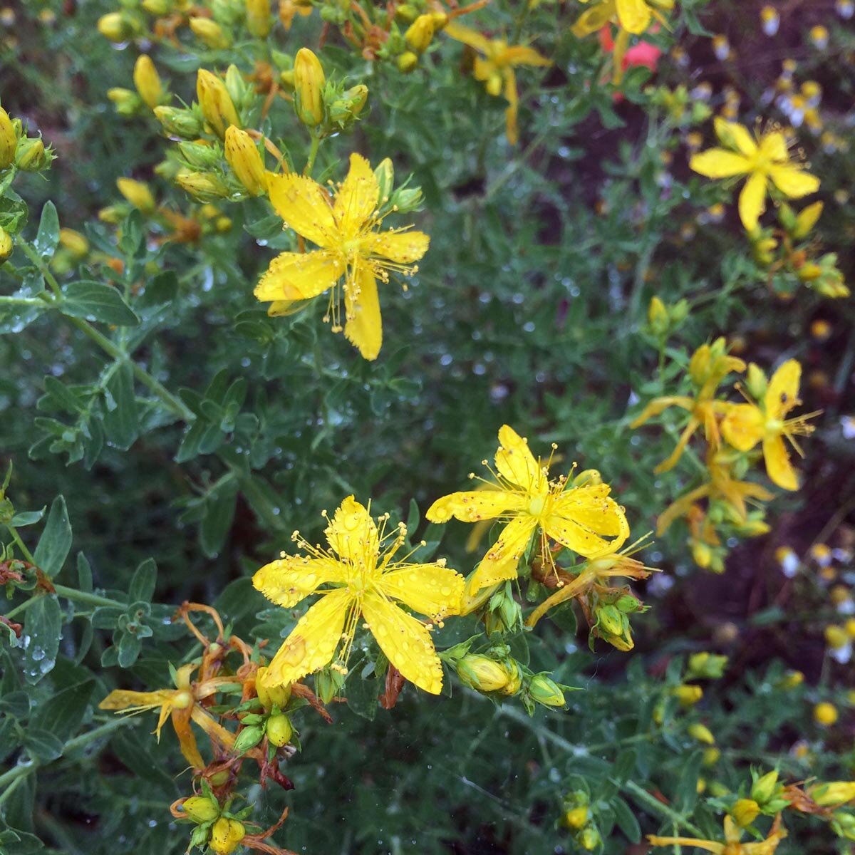 St John's Wort (Hypericum perforatum) seeds
