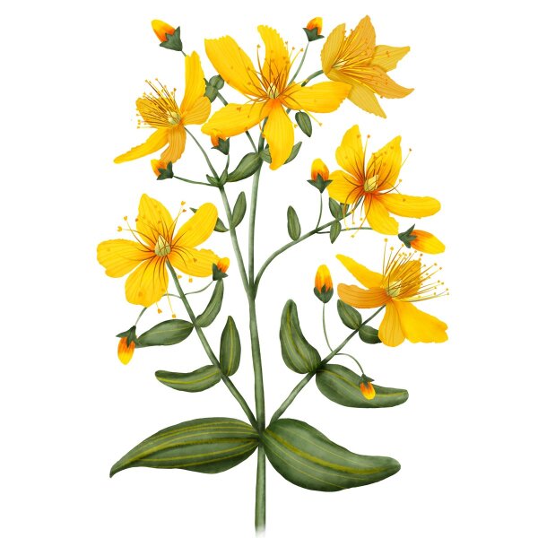 St John's Wort (Hypericum perforatum) seeds