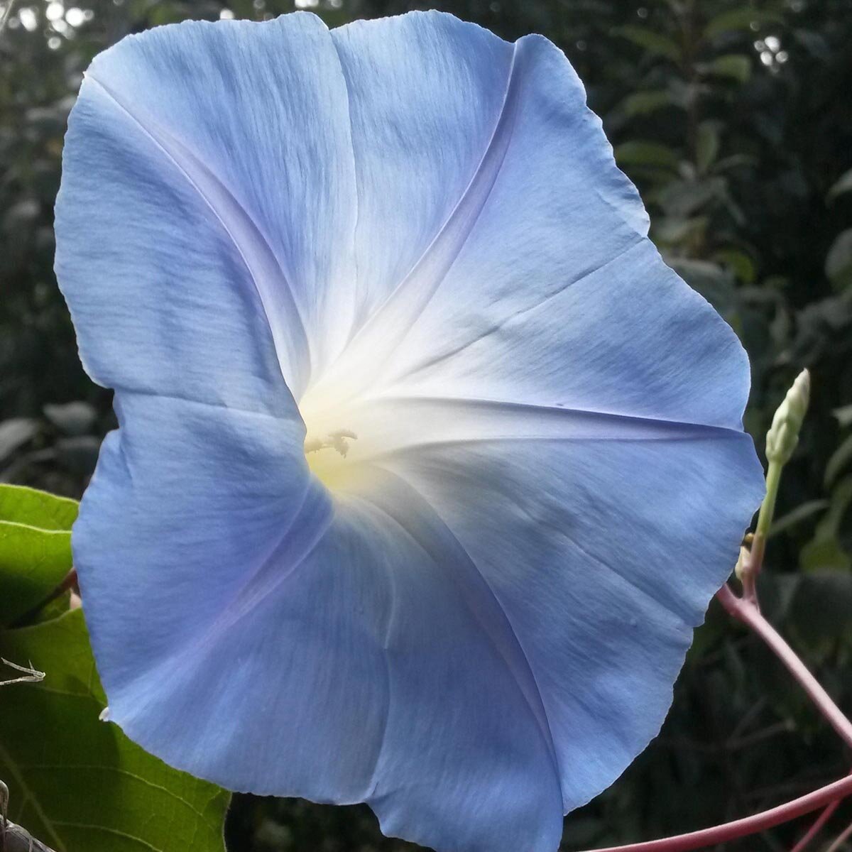 Morning Glory 'Heavenly Blue' (Ipomoea Tricolor) seeds