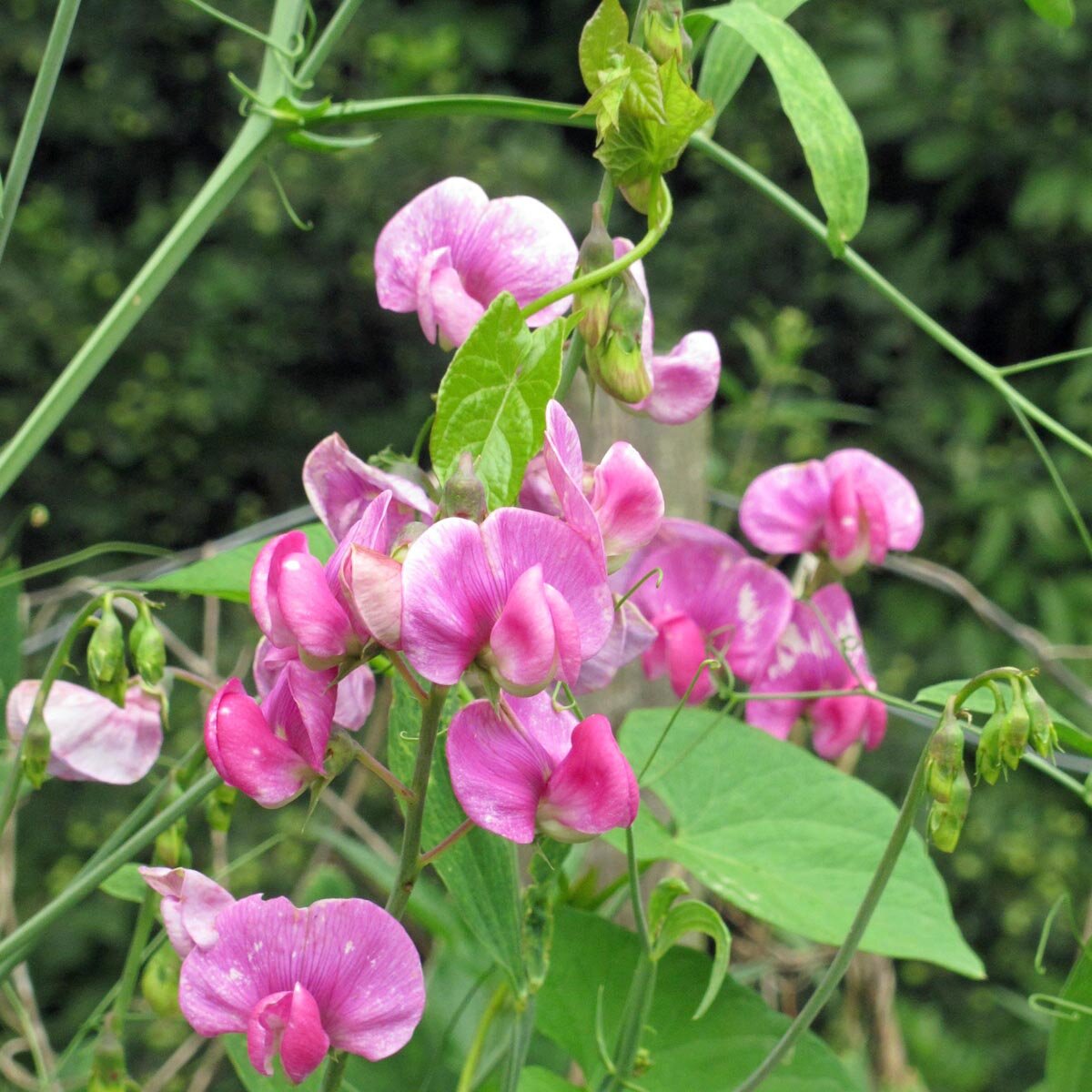 Dwarf sweet pea Bijou Mix seeds - compact & fragrant