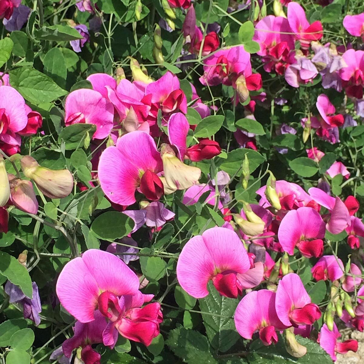 Dwarf sweet pea Bijou Mix seeds - compact & fragrant