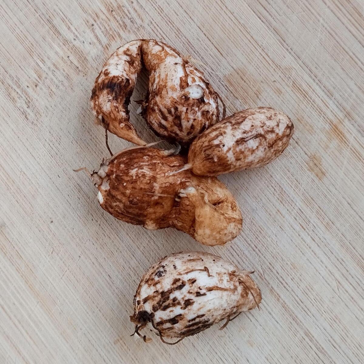 Earthnut Pea (Lathyrus tuberosus) seeds