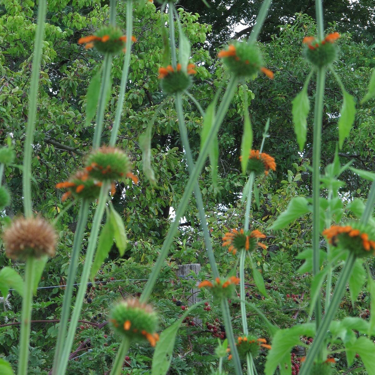 Lion's tail (Leonotis leonurus) - approx. 20 seeds