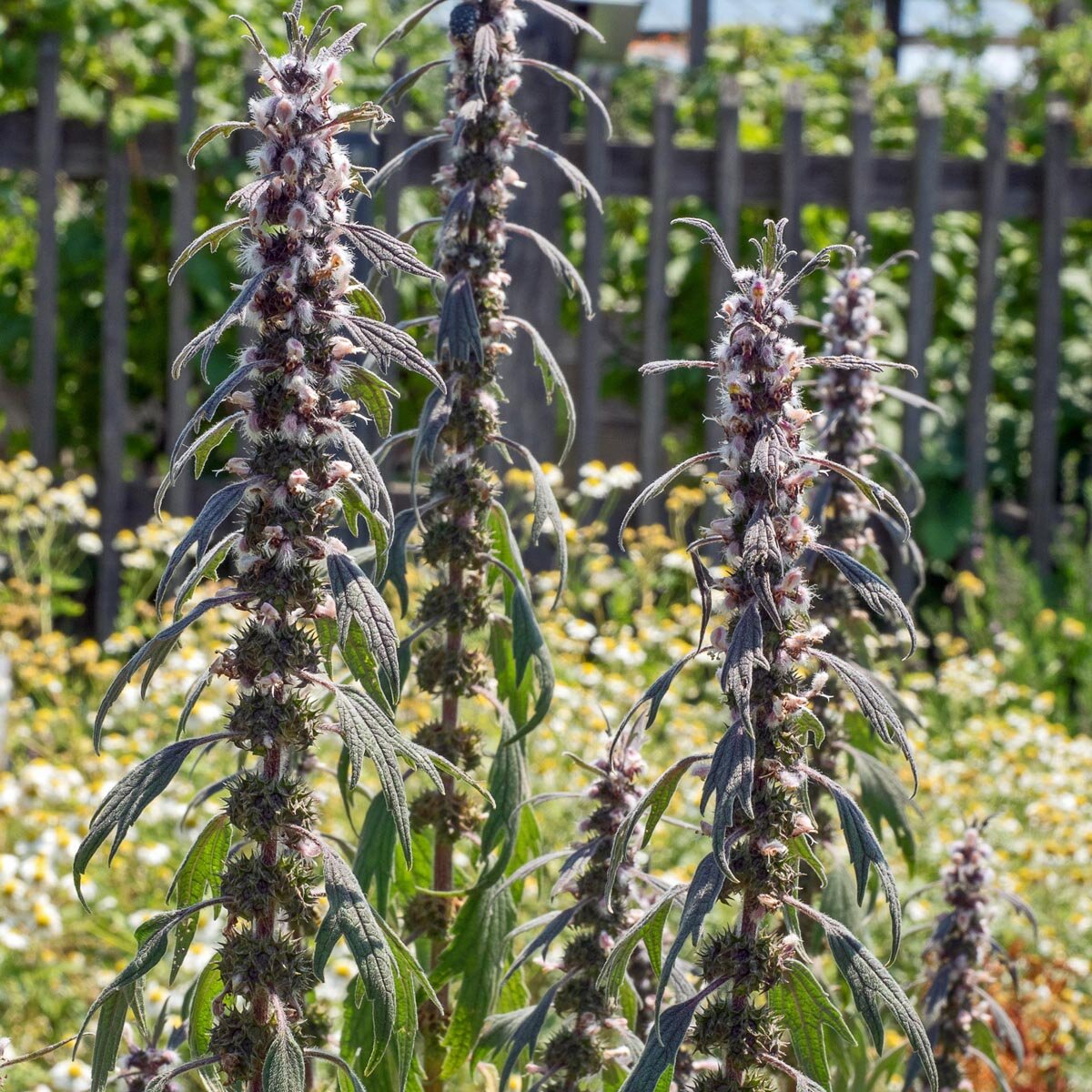 Motherwort (Leonurus cardiaca) - approx. 100 seeds