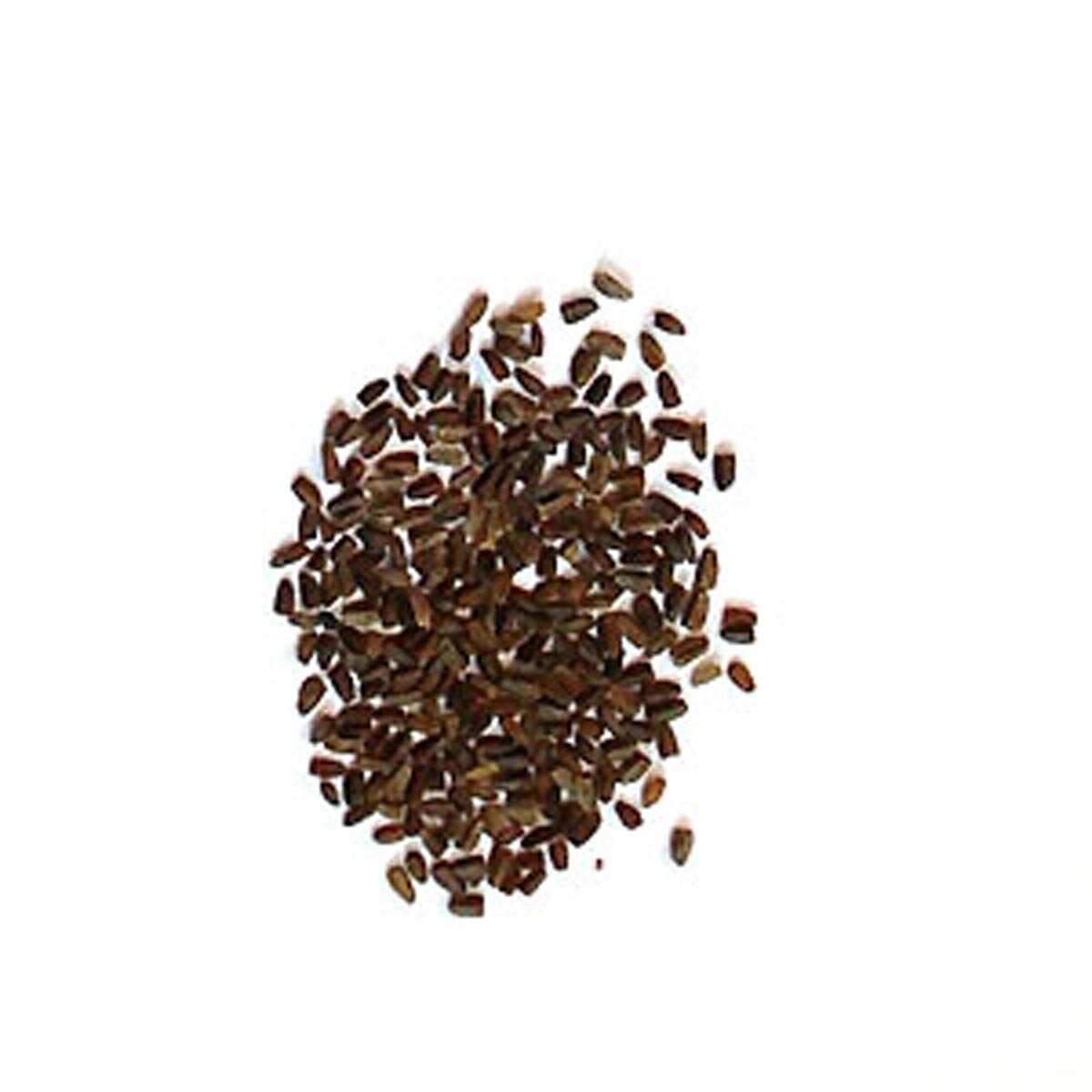 Siberian Motherwort / Marihuanilla (Leonurus sibiricus) - approx. 20 seeds
