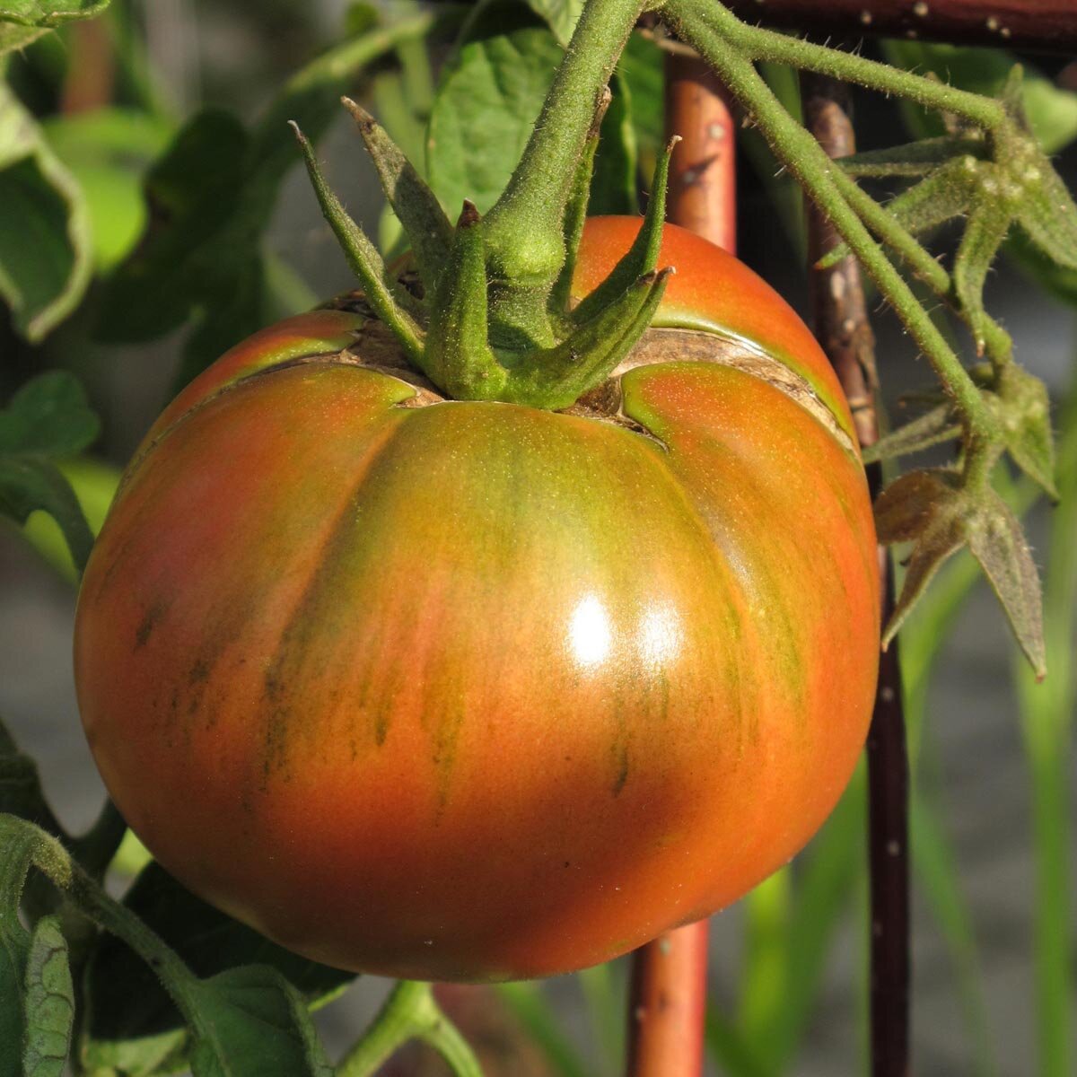 Tomato 'Tiger Tom' (Solanum lycopersicum) seeds